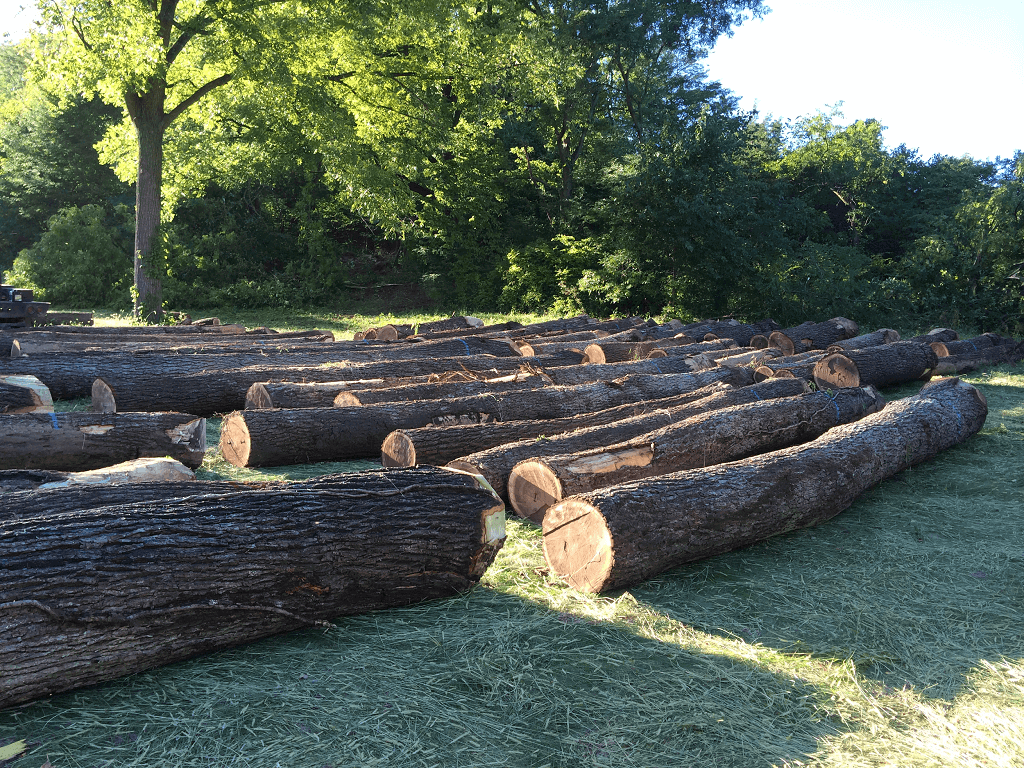 Logging Meaning logging-meaning