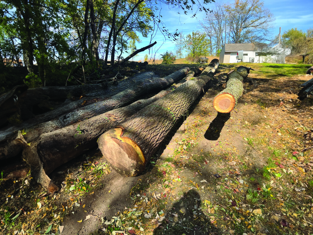 The Best Timber Companies in Illinois I Walnut Timber Buyers